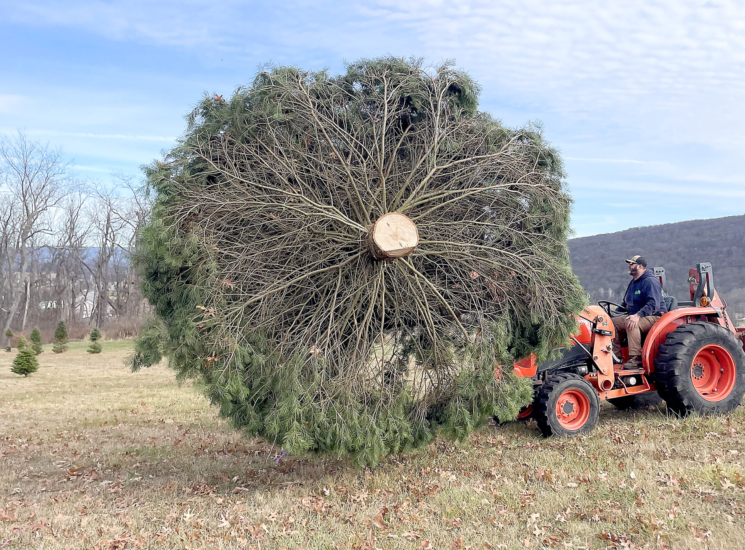 Imgrund tree 01 | News, Sports, Jobs - Altoona Mirror